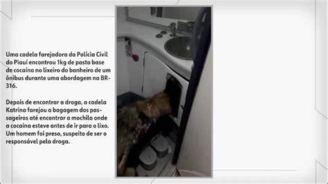 Cadela farejadora encontra cocaína escondida em banheiro de ônibus na