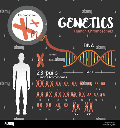 Genetics DNA Structure And Chromosomes Stock Vector Image Art Alamy