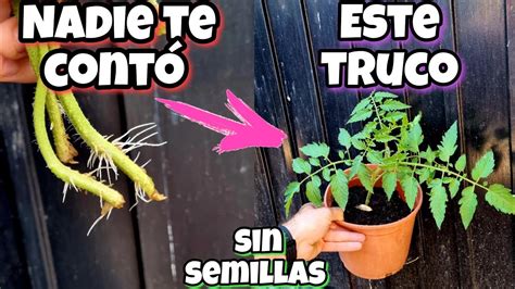 Descubre C Mo Plantar Tomates En Casa Sin Semillas Gu A Paso A Paso