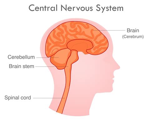 Central Nervous System CNS Structure Main Functions