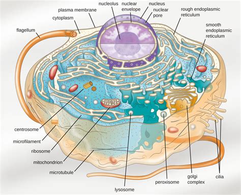 Eukaryotic Cell Diagram Labeled Simple
