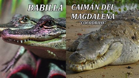 Actualizar 43 imagen caimán y cocodrilo diferencias Abzlocal mx