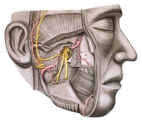 Anatomie Topographische Anatomie