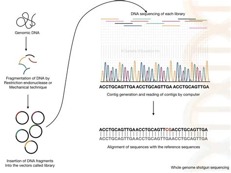 what is genome sequencing 3 best genome sequencing methods