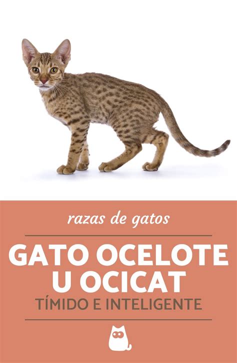 La Raza De Gatos Ocicat U Ocelote Es Relativamente Nueva Se Desarrolla