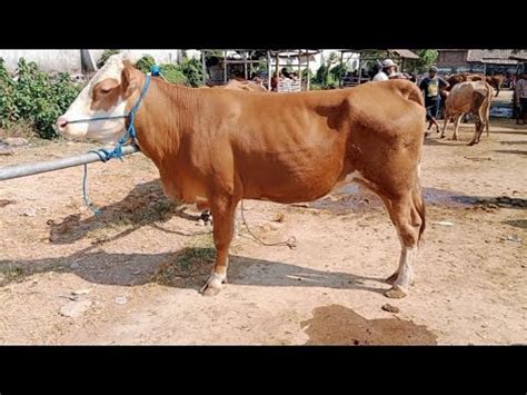 10 Juta Nego Harga Terbaru Sapi Babon Indukan Pasar Sapi Warujayeng