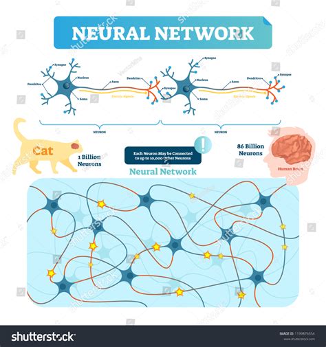Neural Network Vector Illustration Neuron Structure Stock Vector