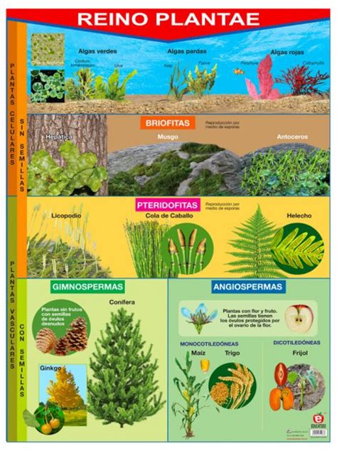 Póster Reino Plantae Polillita Material Didáctico