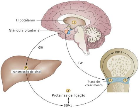 Projeto Interdisciplinar FISIOLOGIA HUMANA