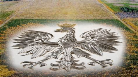 Niesamowite Godło Polski z drzew Lipusz Kaszuby Bory Tucholskie