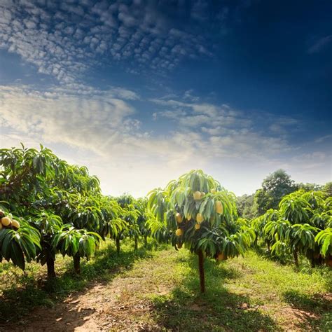 Buy Mango Farmland Chennai M S Holidays Mango Farm In 2024 Farmland