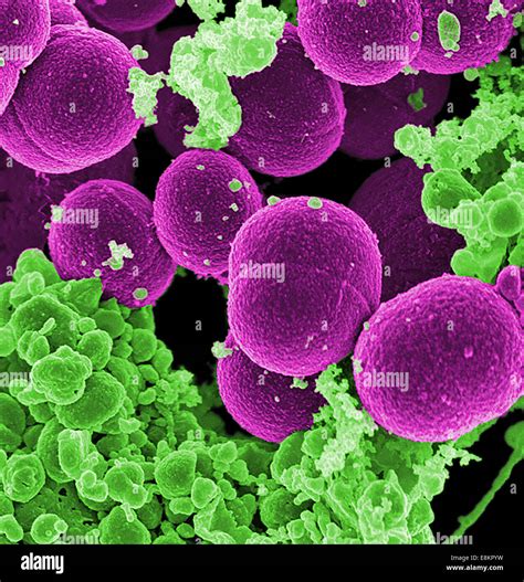 Staphylococcus Aureus Microscope