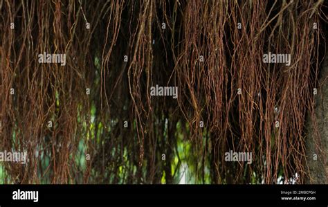 Old Banyan Tree Roots Background Made Of Banyan Tree Roots Stock Photo
