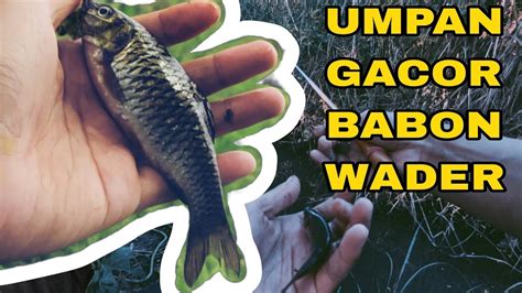 Umpan Gacor Dan Rangkaian Pancing Mancing Wader Babon Mancing Ikan