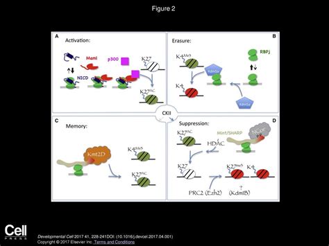 The Canonical Notch Signaling Pathway Structural And Biochemical
