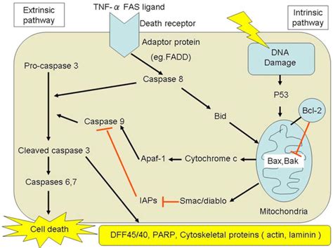 Apoptosis