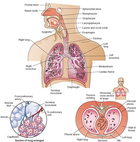 Respiratory System Josi S Anatomy And Physiology