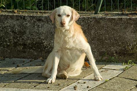 Leucocitosi Nel Cane Significato E Cause Petsblog