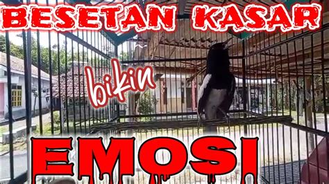Kacer Ngeplong Besetan Kasar Ampuh Bikin Lawan Emosi YouTube