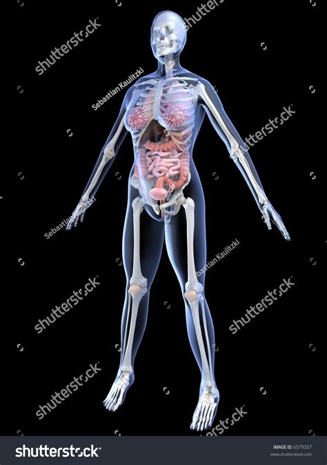Female Anatomy Stock Illustration 6579337 Shutterstock