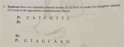 Solved 5 Replicate These Two Separated Parental Strands P Of DNA To