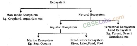 Our Environment Class 10 Notes Science Chapter 15 Learn CBSE