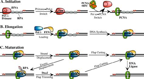Replication Stages Of The Lagging Strand The Pol Pcna Switch