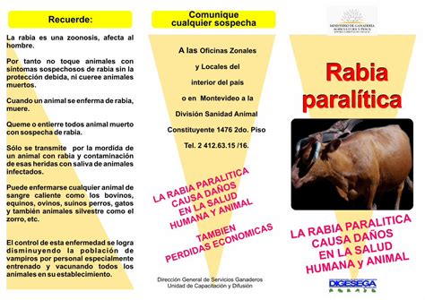 PDF TRIPTICO RABIA Paralitica En Bovinos Es Una Enfermedad