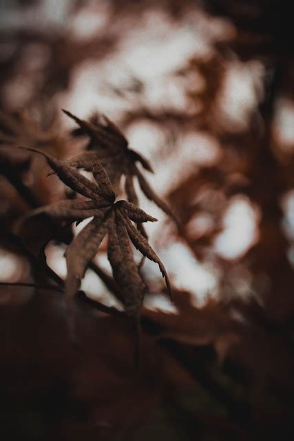 Daun Tanaman Foto Gratis Di Pixabay Pixabay