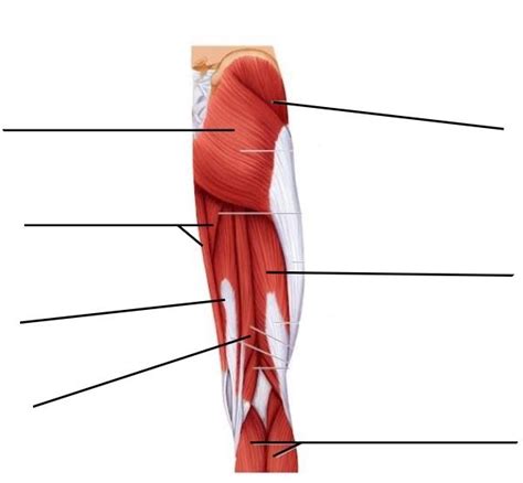 Knee Muscle Diagram Quizlet