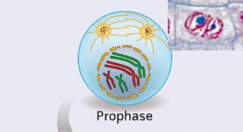 Biologie Mitose Flashcards Quizlet
