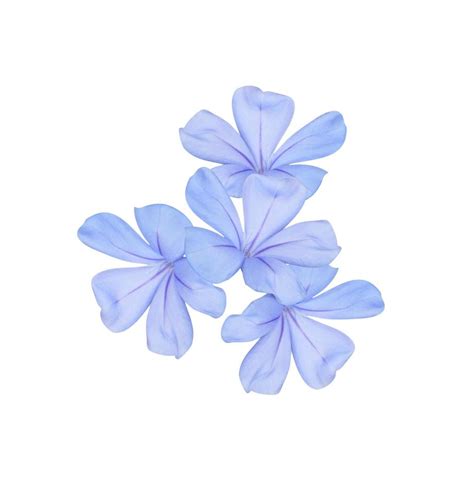 Lbum Flores Azules Con Blanco Abzlocal Mx