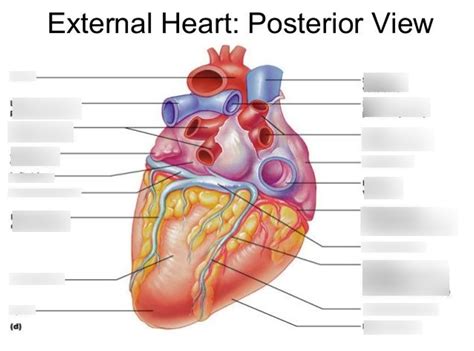 External Heart Posterior View Diagram Quizlet