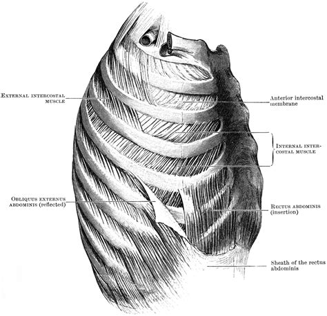 Muscles Of The Thoracic Wall