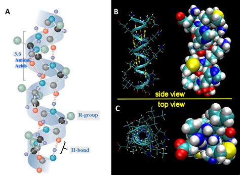 Chapter 2 Protein Structure Chemistry