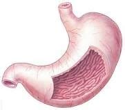 Gastrointestinal System Flashcards Quizlet