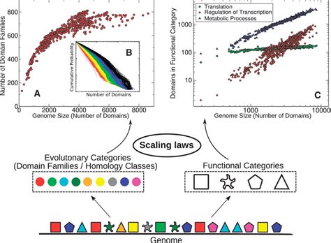 scaling laws in joint functional evolutionary partitioning of genomes download scientific