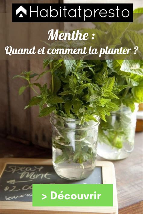Menthe Quand Et Comment La Planter Dans Son Potager Artofit