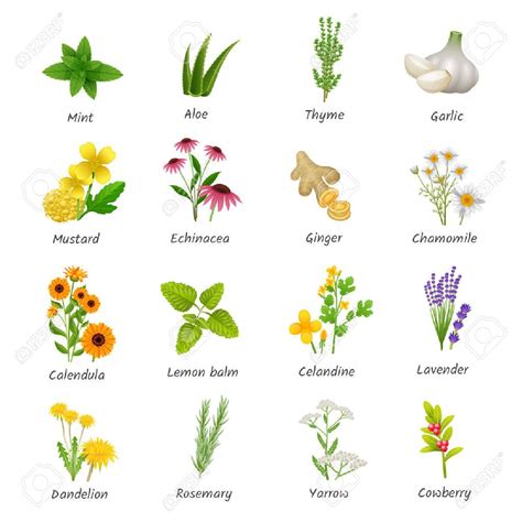 Plantas Medicinales Medicinal Plants Guia Visual Visual Guide Pdf