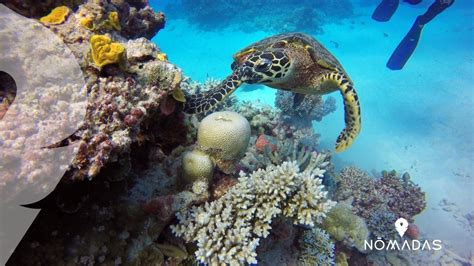 Gran Barrera De Coral De Australia