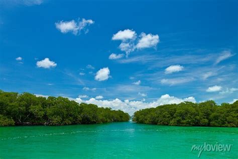 Manglar Reserva De La Biosfera De Sian Kaan Riviera Maya Estado