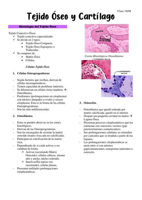 Tejido Óseo y Cartílago Antonia Muñoz Henríquez uDocz