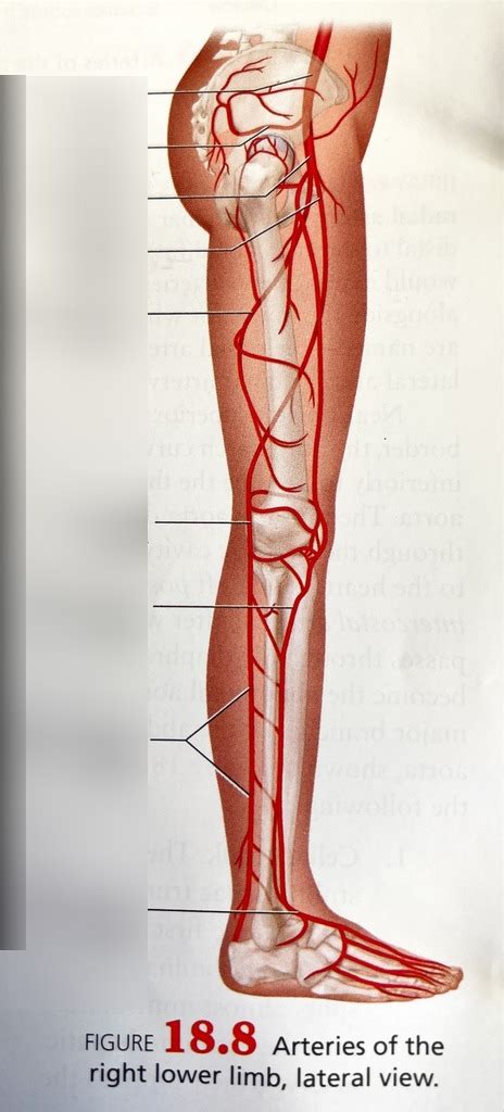 Arteries Of The Lower Limb Diagram Quizlet