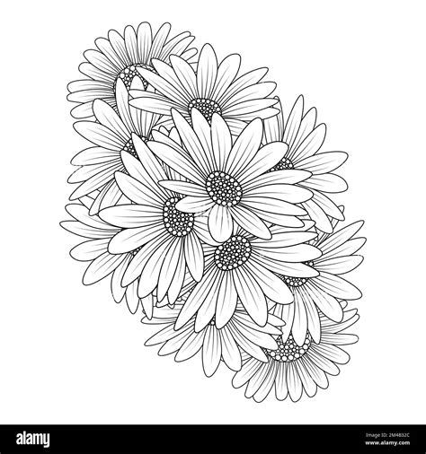 Daisy Flower Daisies Outline Vector Design In Detailed Line Art