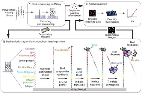 large scale quantitative protein assays on a high throughput dna sequencing chip prelights