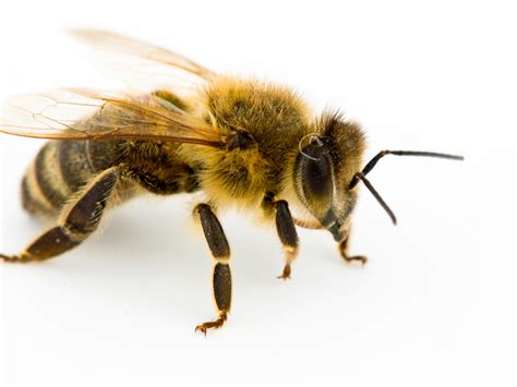 Honey Bee Saddle Girls