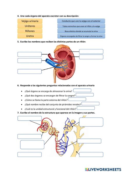 Actividad online de Aparato excretor para 3º ESO El aparato excretor