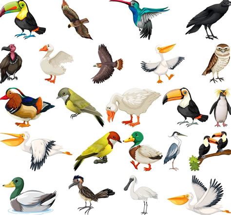 Different Kinds Of Birds Collection 6771764 Vector Art At Vecteezy
