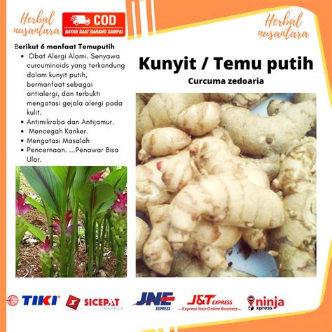 Temu Putih Vs Kunyit Putih AgustintaroChan