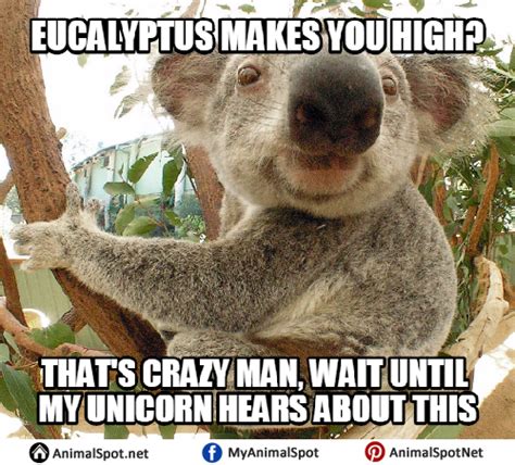 Angry Koala Bear Meme